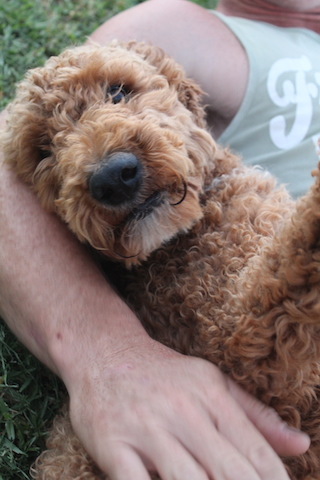 Rivergum Designer Puppies | DOOGLE