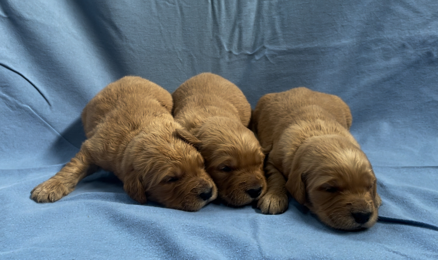 Rivergum Designer Puppies | F1 Groodle Litter