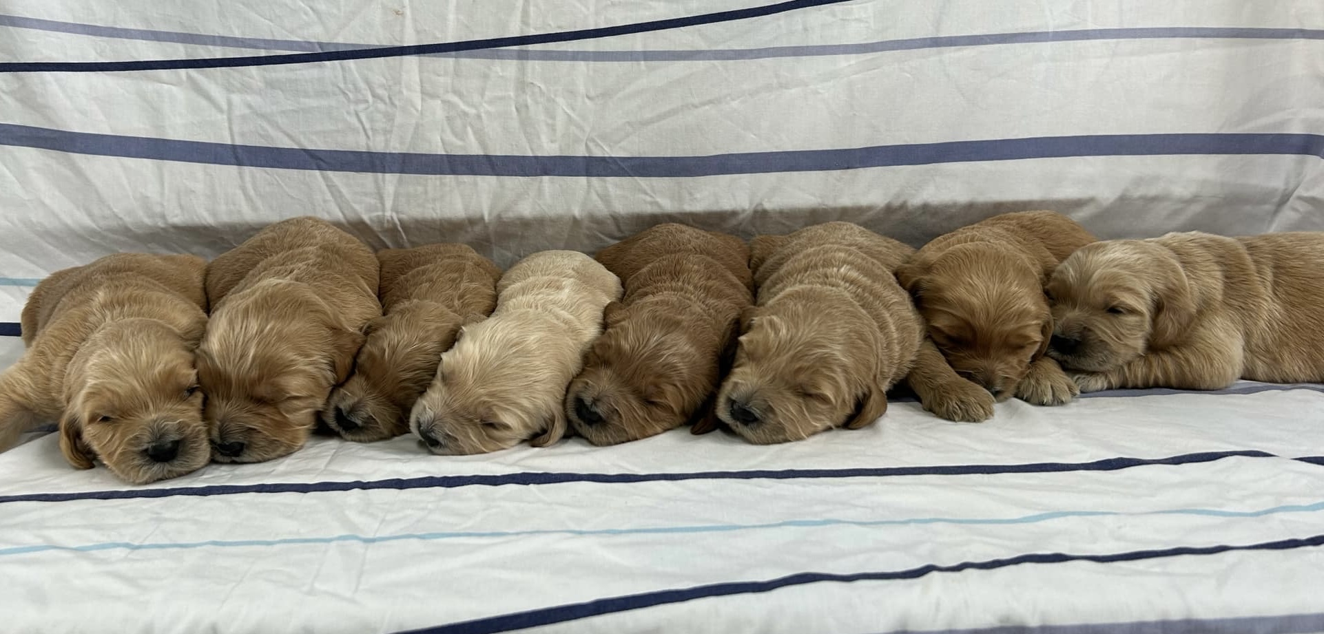Rivergum Designer Puppies | F1 Groodle Litter