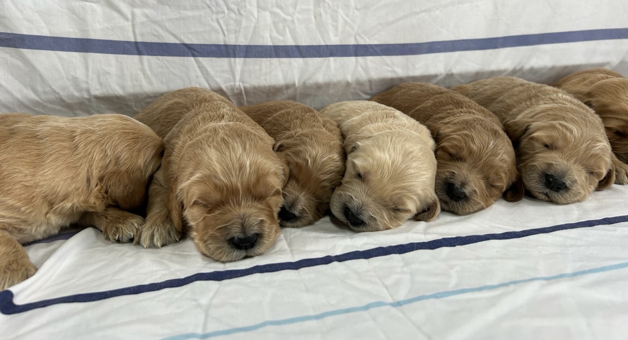 Rivergum Designer Puppies | F1 Groodle Litter