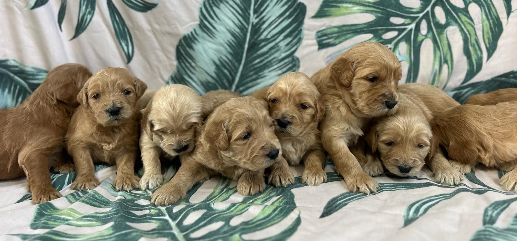 Rivergum Designer Puppies | F1 Groodle Litter
