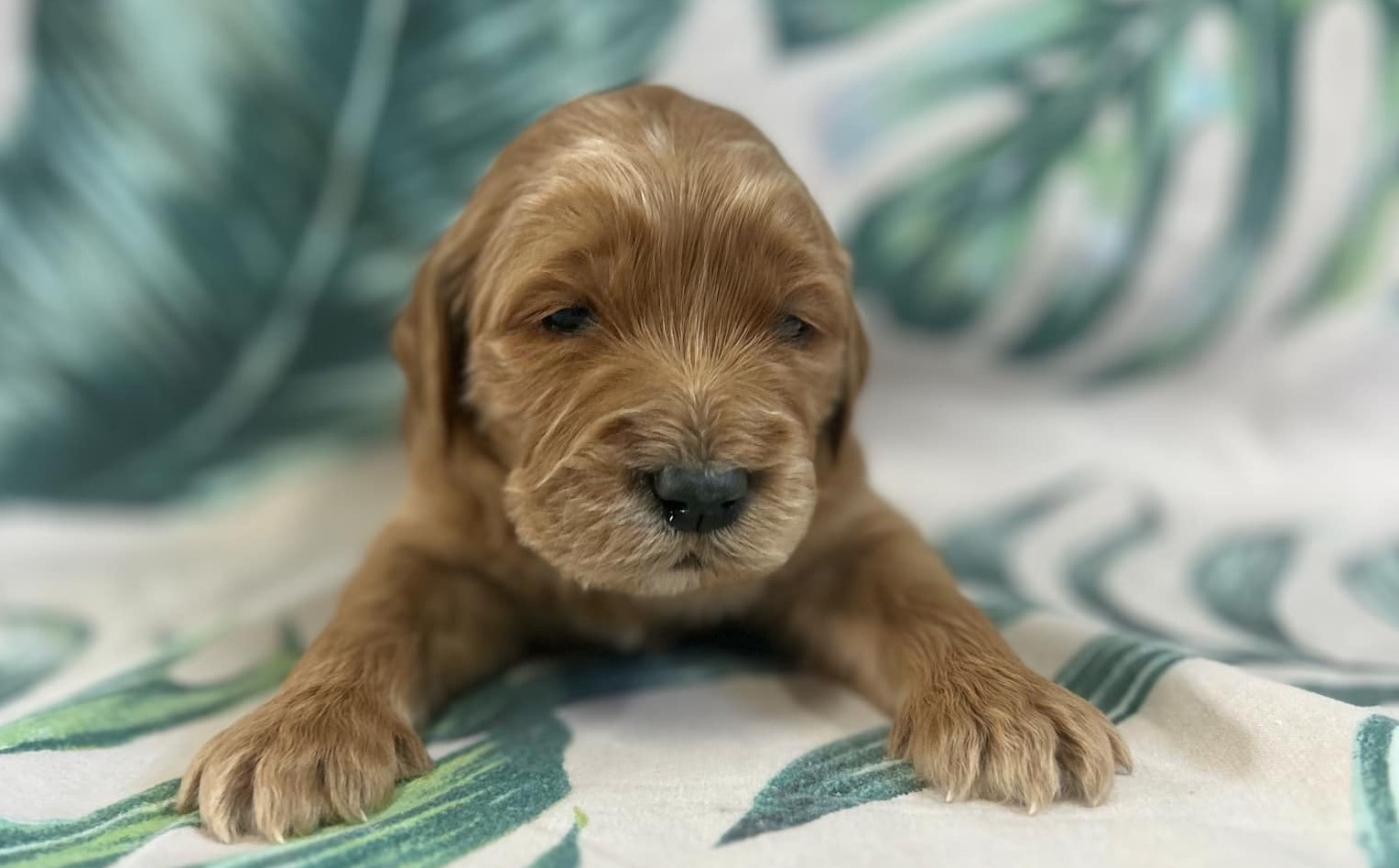 Rivergum Designer Puppies | F1 Groodle Litter